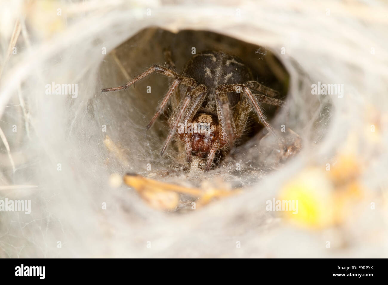 Grass funnel-weaver, maze spider, Labyrinthspinne, Labyrinth-Spinne ...
