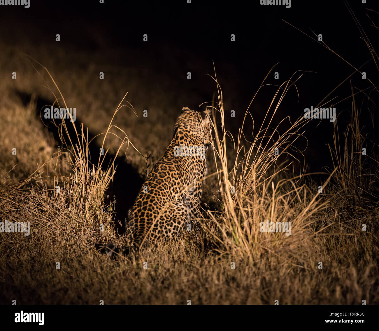 Silent night deadly night hi-res stock photography and images - Alamy