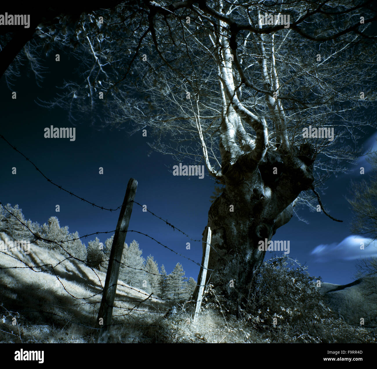 Trees from the mysterious forests of the Basque Country Stock Photo - Alamy