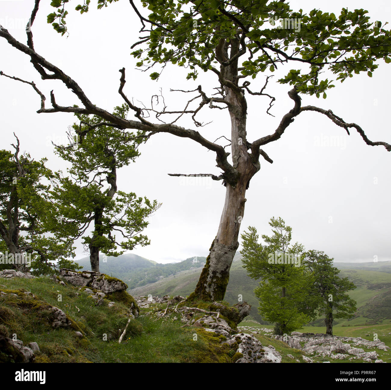 Tree & composition of branches Stock Photo - Alamy