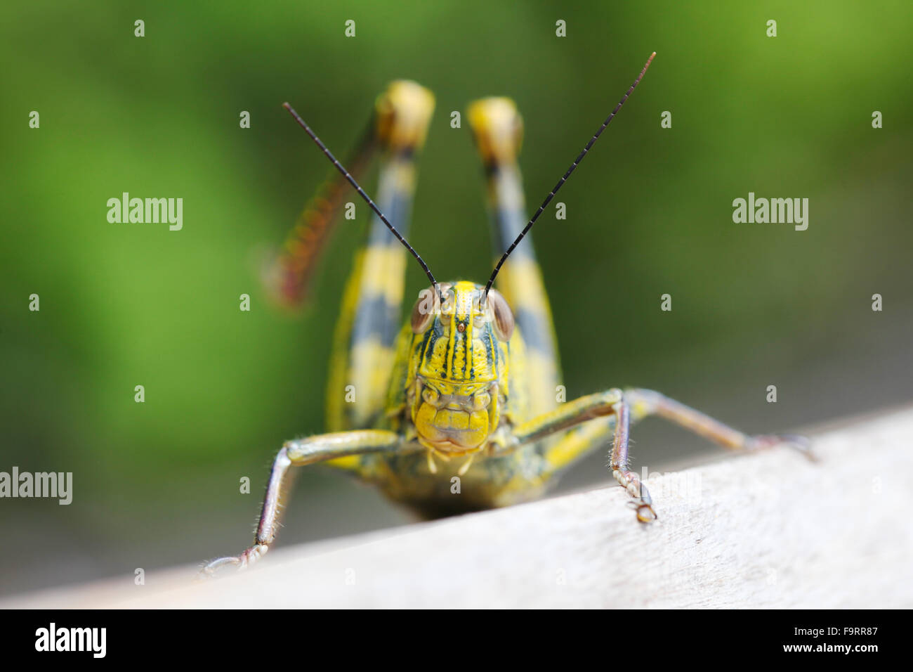 Close up of colorful big locust outdoors Stock Photo - Alamy