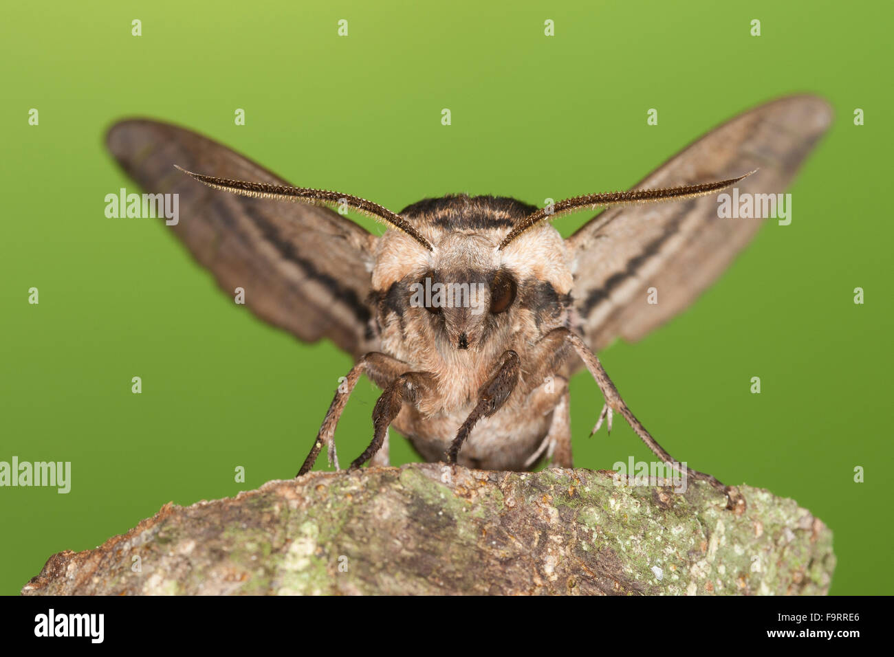 Privet hawkmoth, Privet Hawk-moth, Privet Hawk Moth, Portrait, Porträt ...