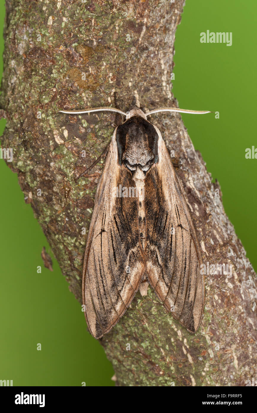 Privet hawkmoth, Privet Hawk-moth, Privet Hawk Moth, Ligusterschwärmer ...