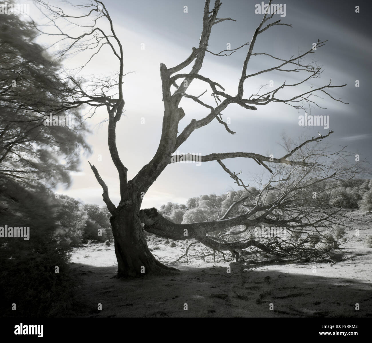Mysterious trees from the forests of the Basque country Stock Photo - Alamy