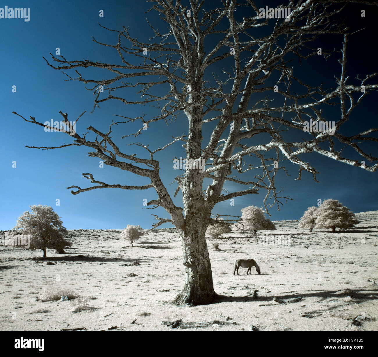 Mysterious trees from the forests of the Basque country Stock Photo - Alamy