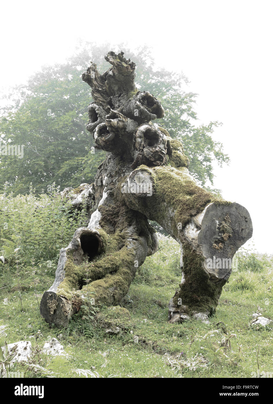 beech tree trunk Stock Photo - Alamy