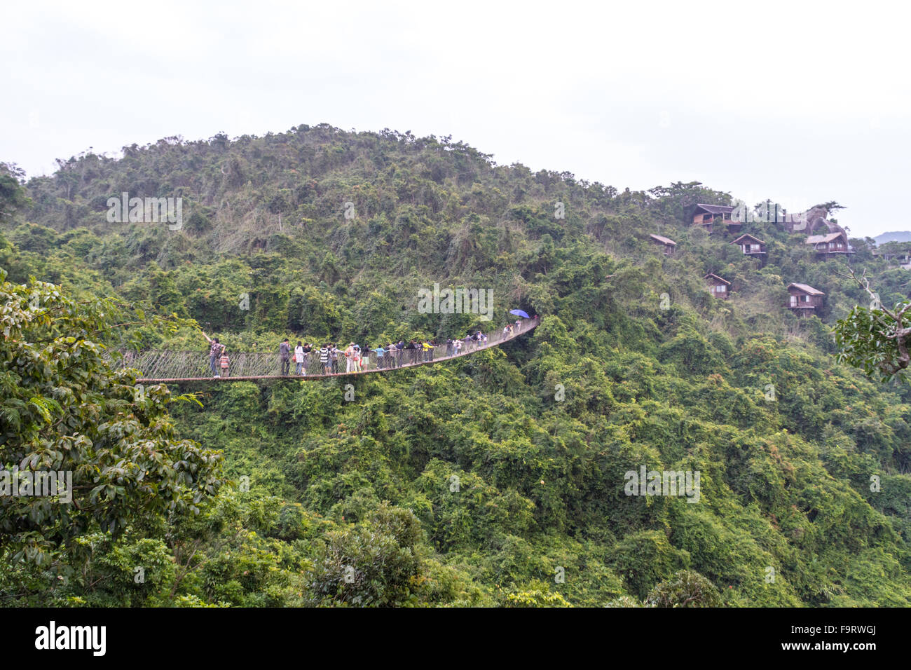 Chinese jungle, island of Hainan Stock Photo - Alamy