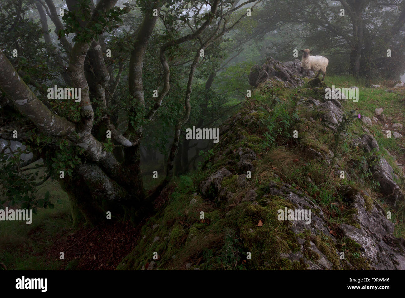 Epic sheep hi-res stock photography and images - Alamy