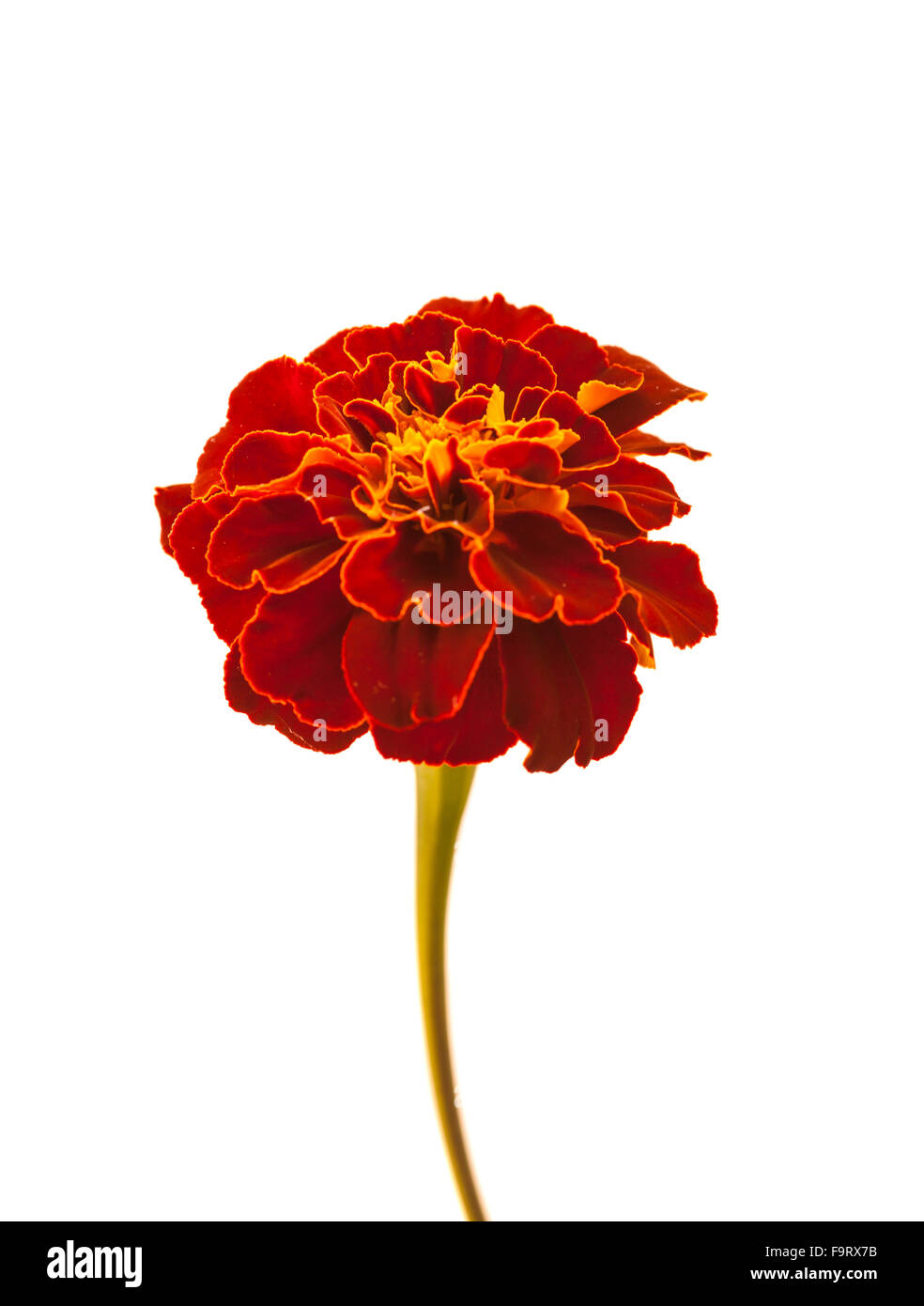 Marigold flower isolated on white background Stock Photo - Alamy