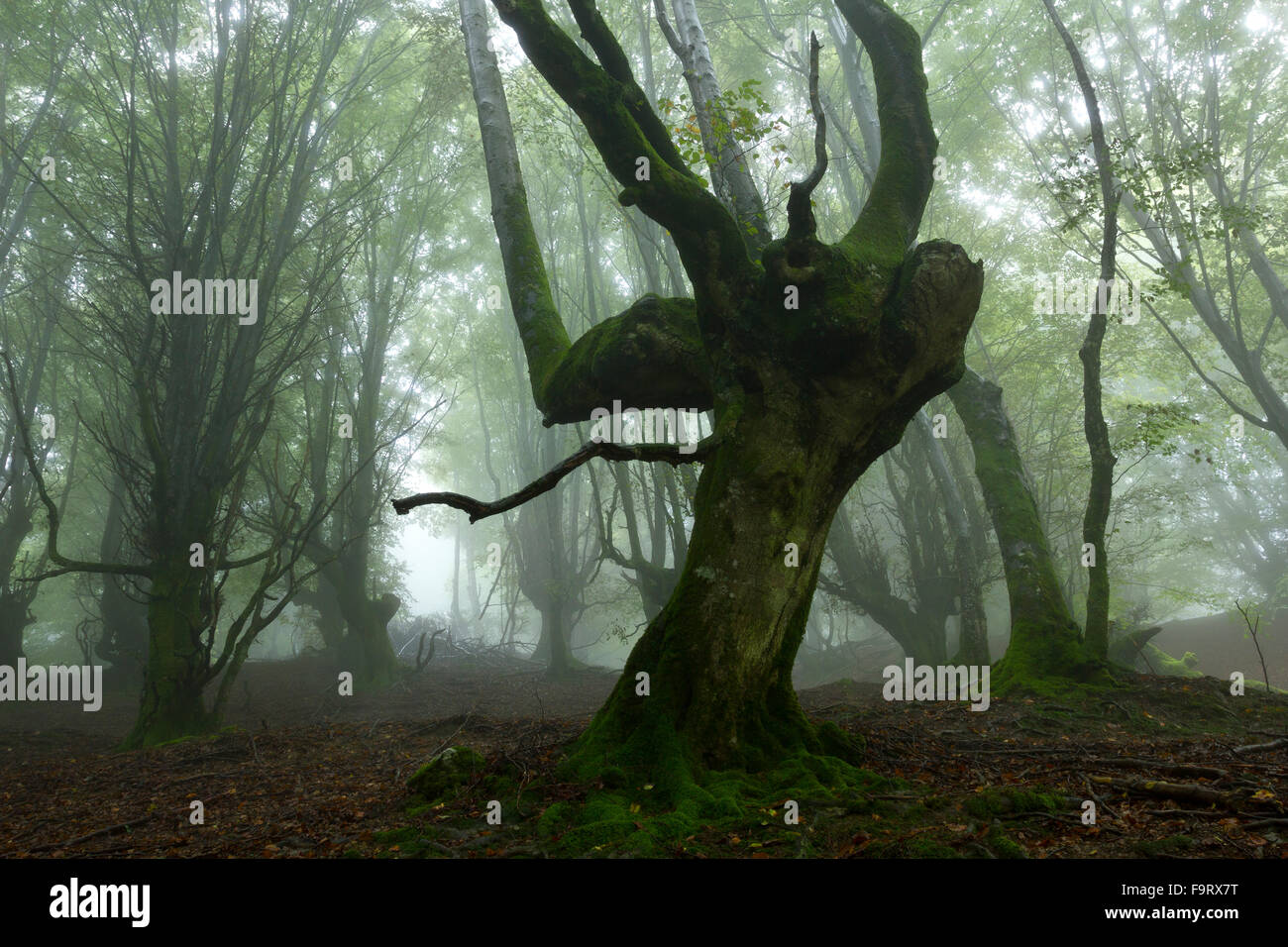 Beech tree forest Stock Photo - Alamy