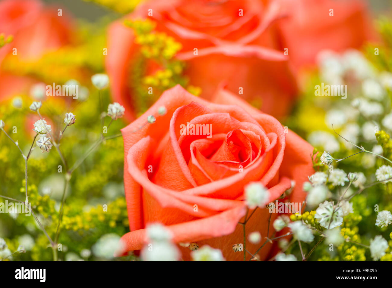 Nice roses in celebration concept Stock Photo - Alamy