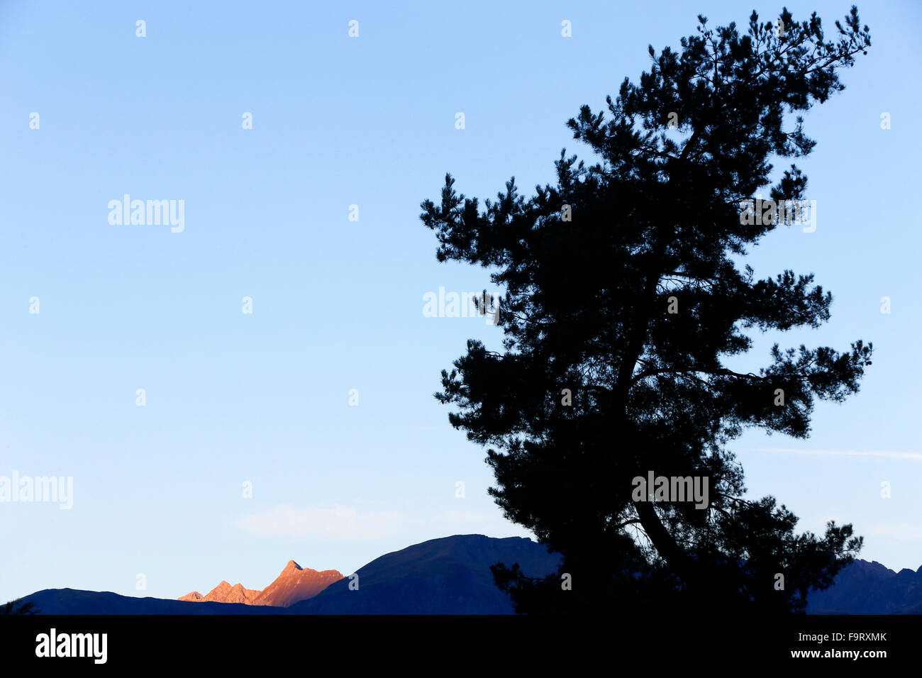 Pine tree and Aravis mountain Stock Photo - Alamy