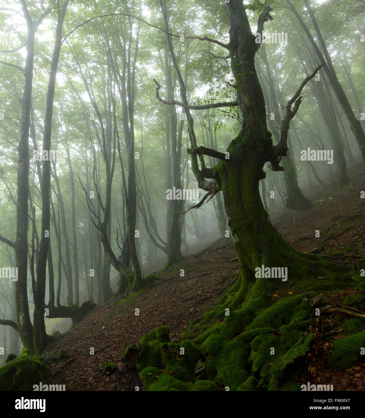 Mysterious trees from the forests of the Basque country Stock Photo - Alamy