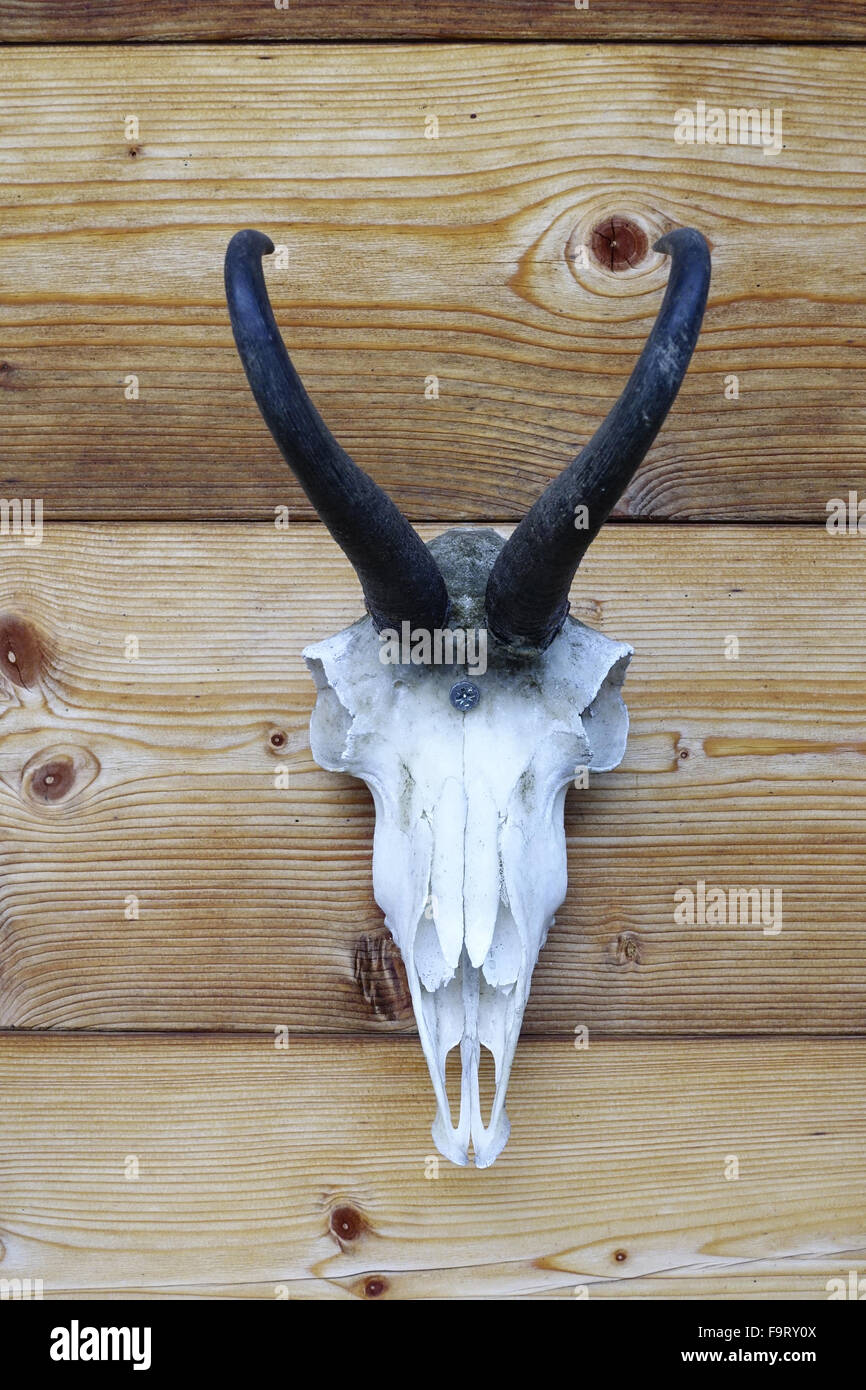 Of the head of an animal hi-res stock photography and images - Alamy