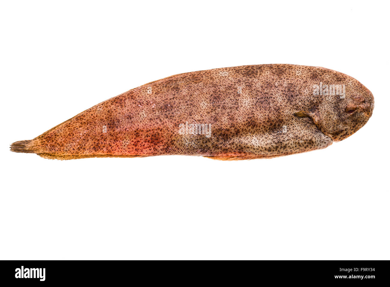 Fish Dover sole Stock Photo - Alamy