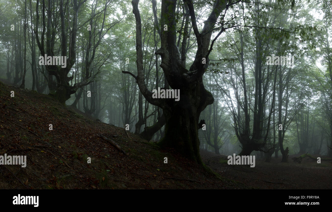 Beech tree forest Stock Photo - Alamy