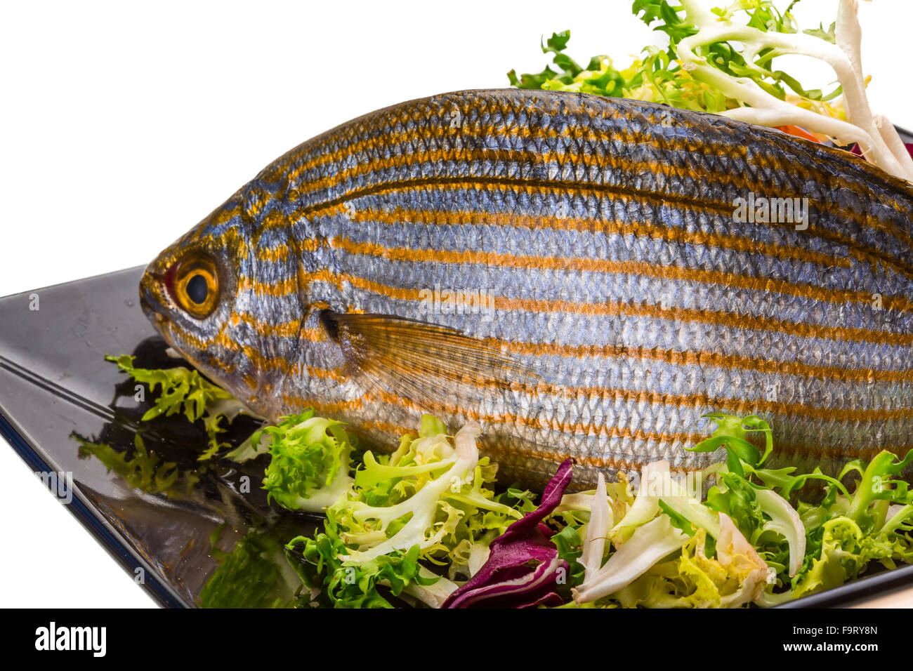 Salema porgy - sarpa fish Stock Photo - Alamy