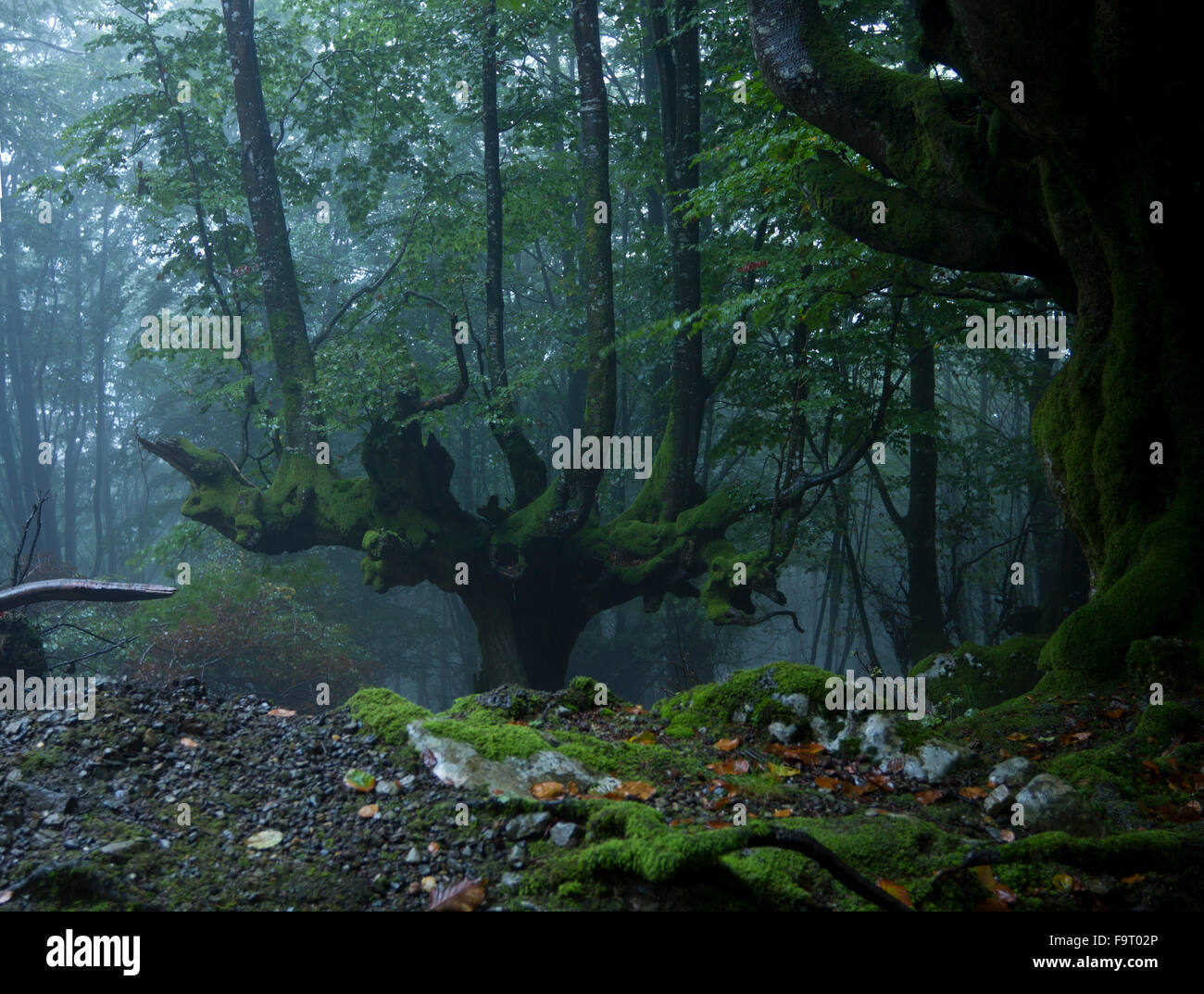 Mysterious trees from the forests of the Basque country Stock Photo - Alamy