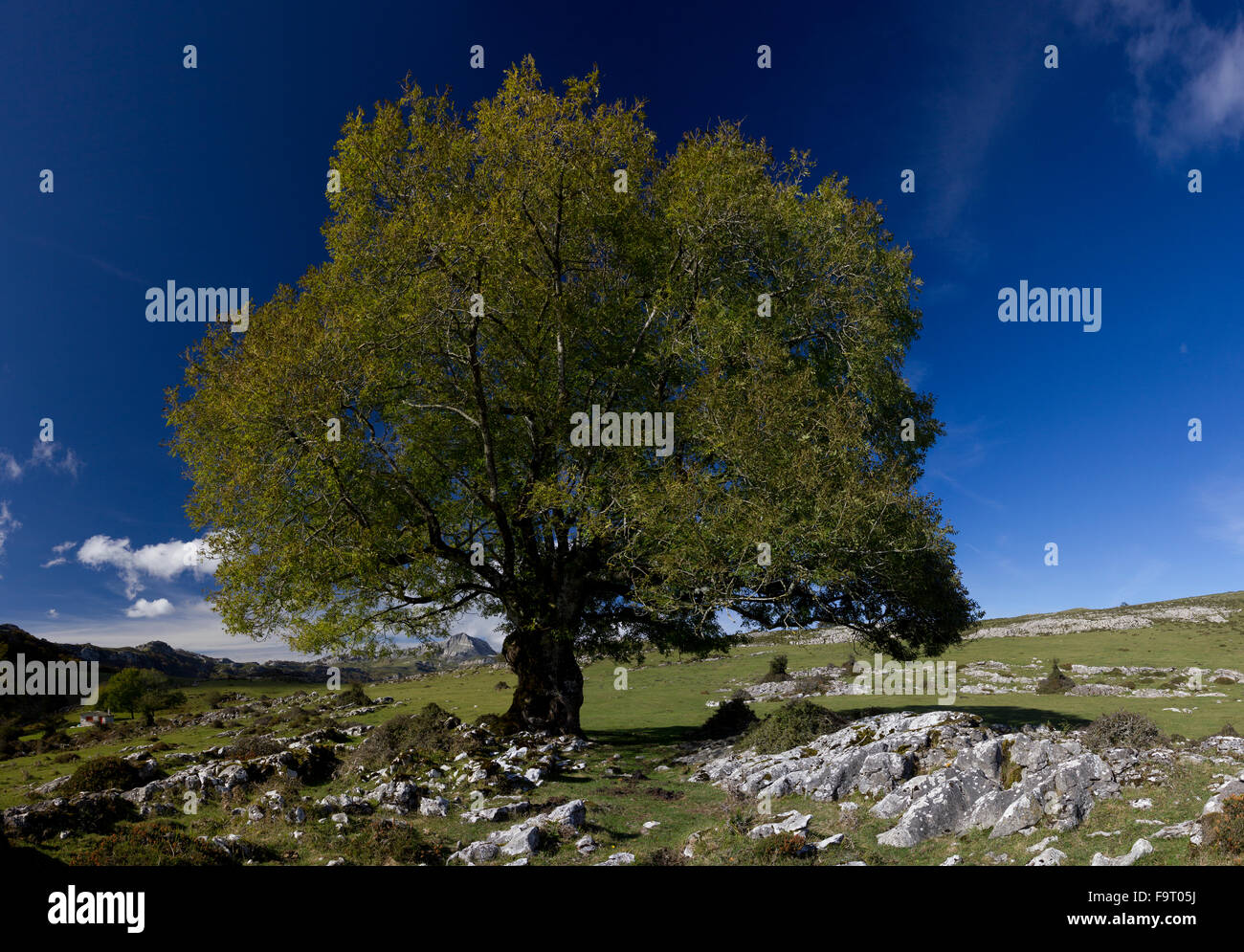 Big green tree Stock Photo - Alamy