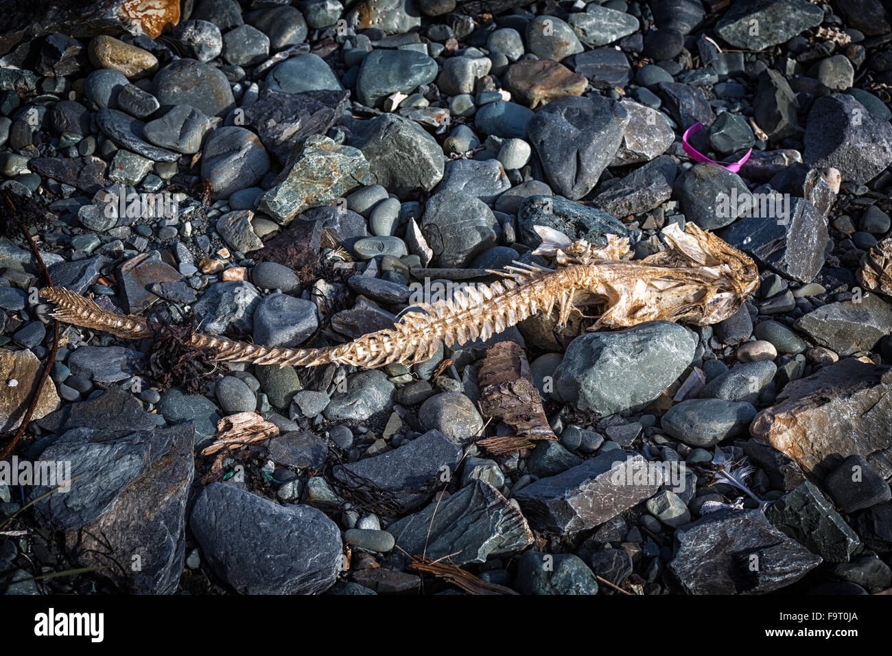 Fish skeleton hi-res stock photography and images - Alamy