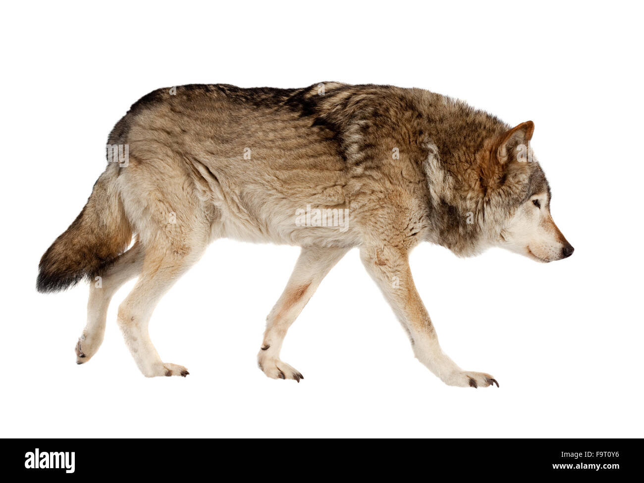 Wolf White Background