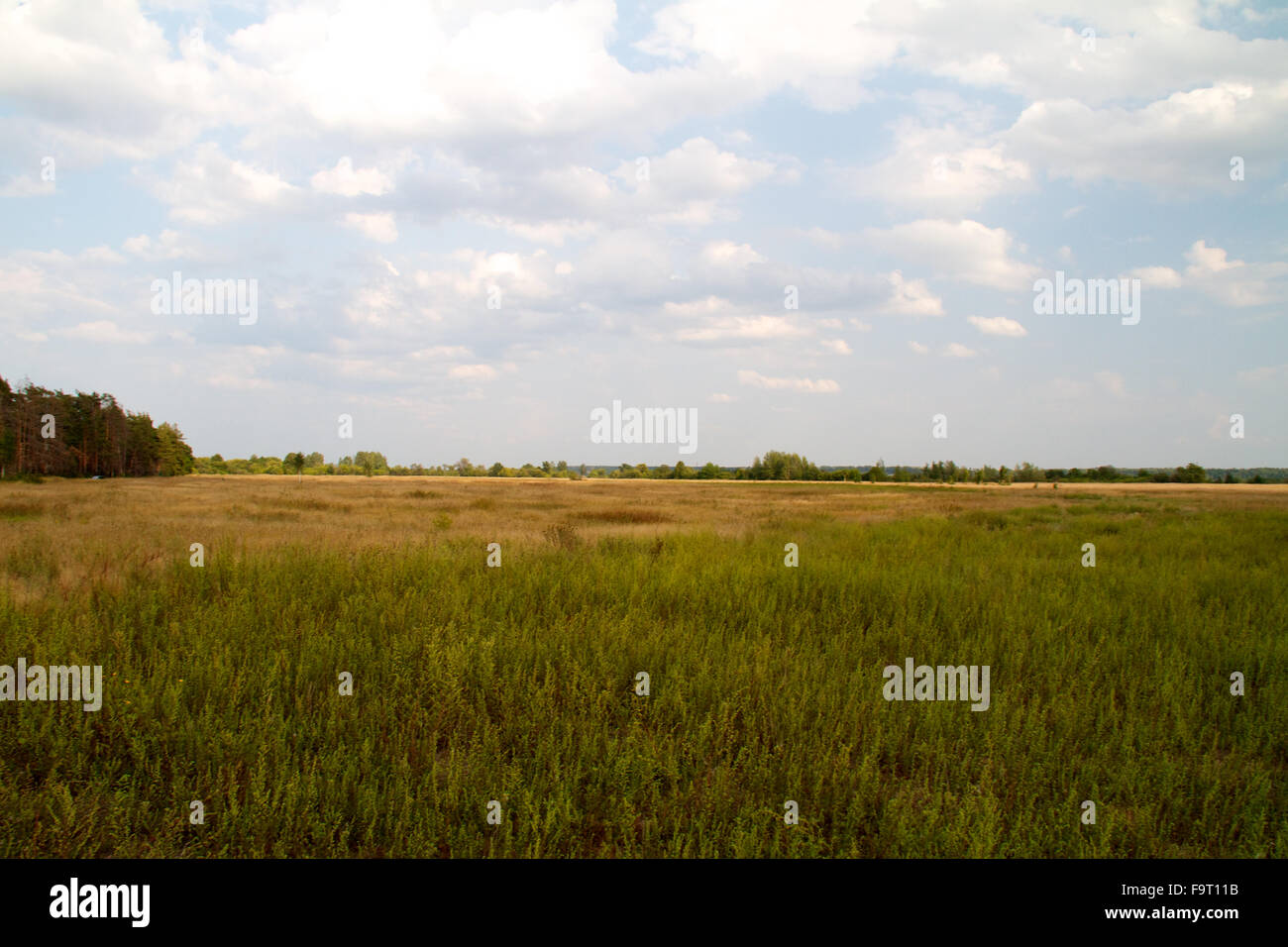 grass valley in forest during summer Stock Photo - Alamy