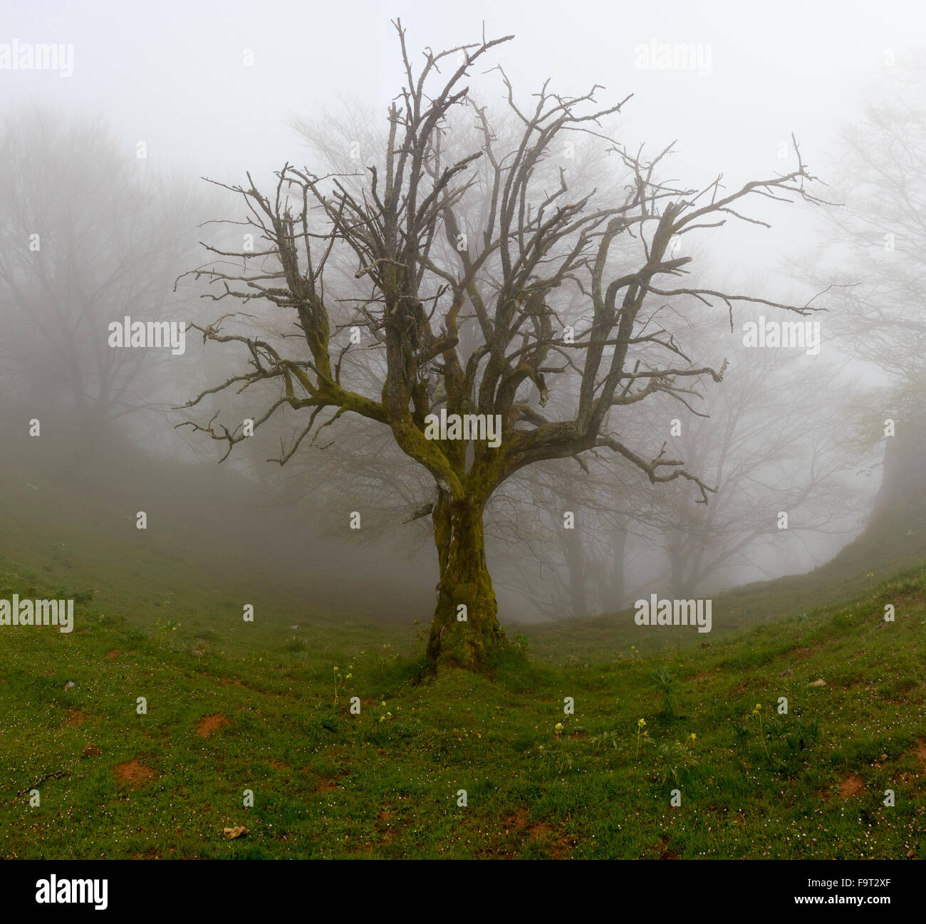 Dead tree in the mist Stock Photo - Alamy