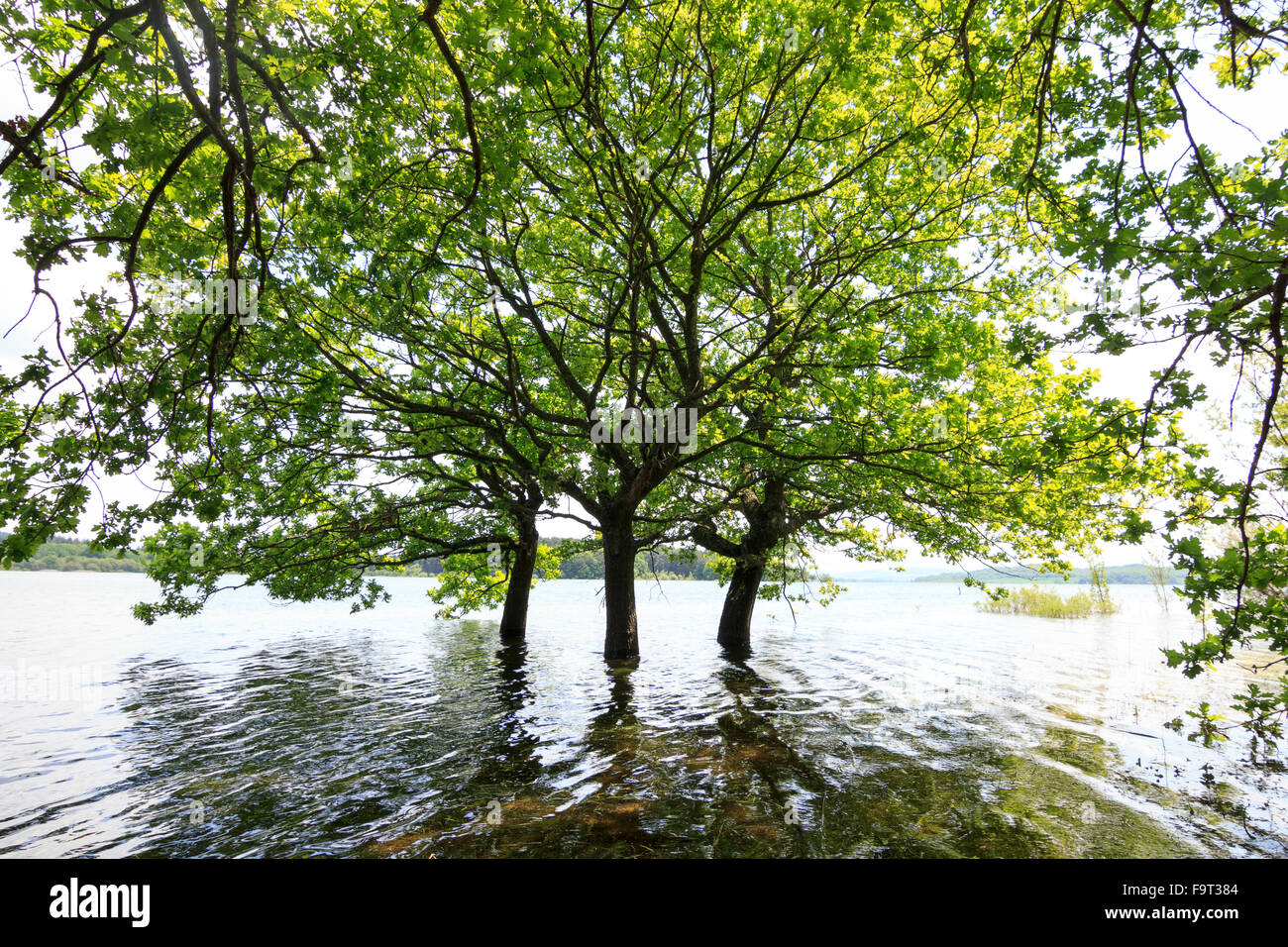 Trees in the water Stock Photo - Alamy