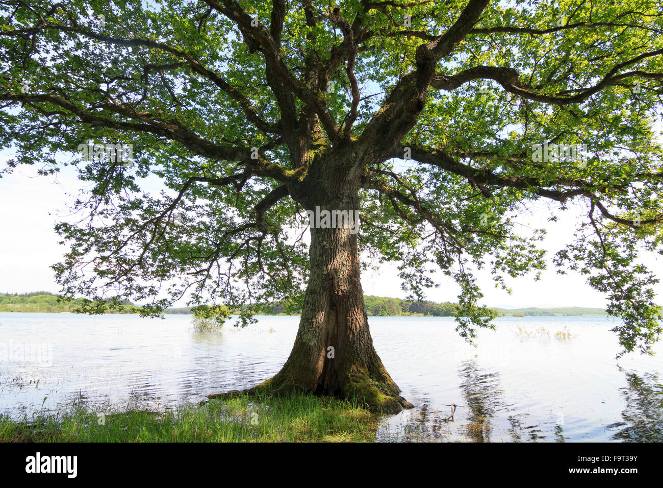 Tree in the water Stock Photo - Alamy
