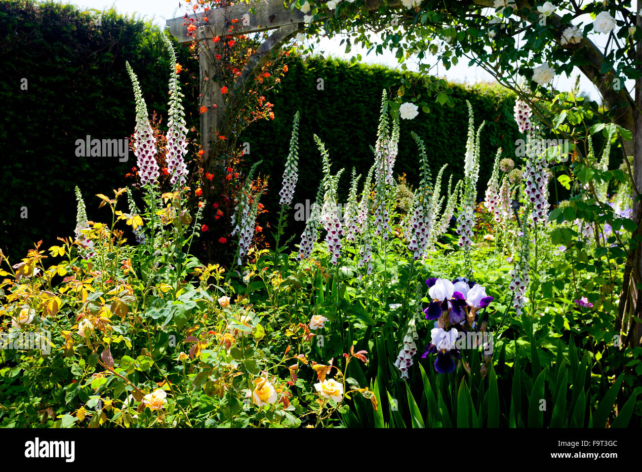 A colourful mixed herbaceous border featuring a variety of foxgloves ...