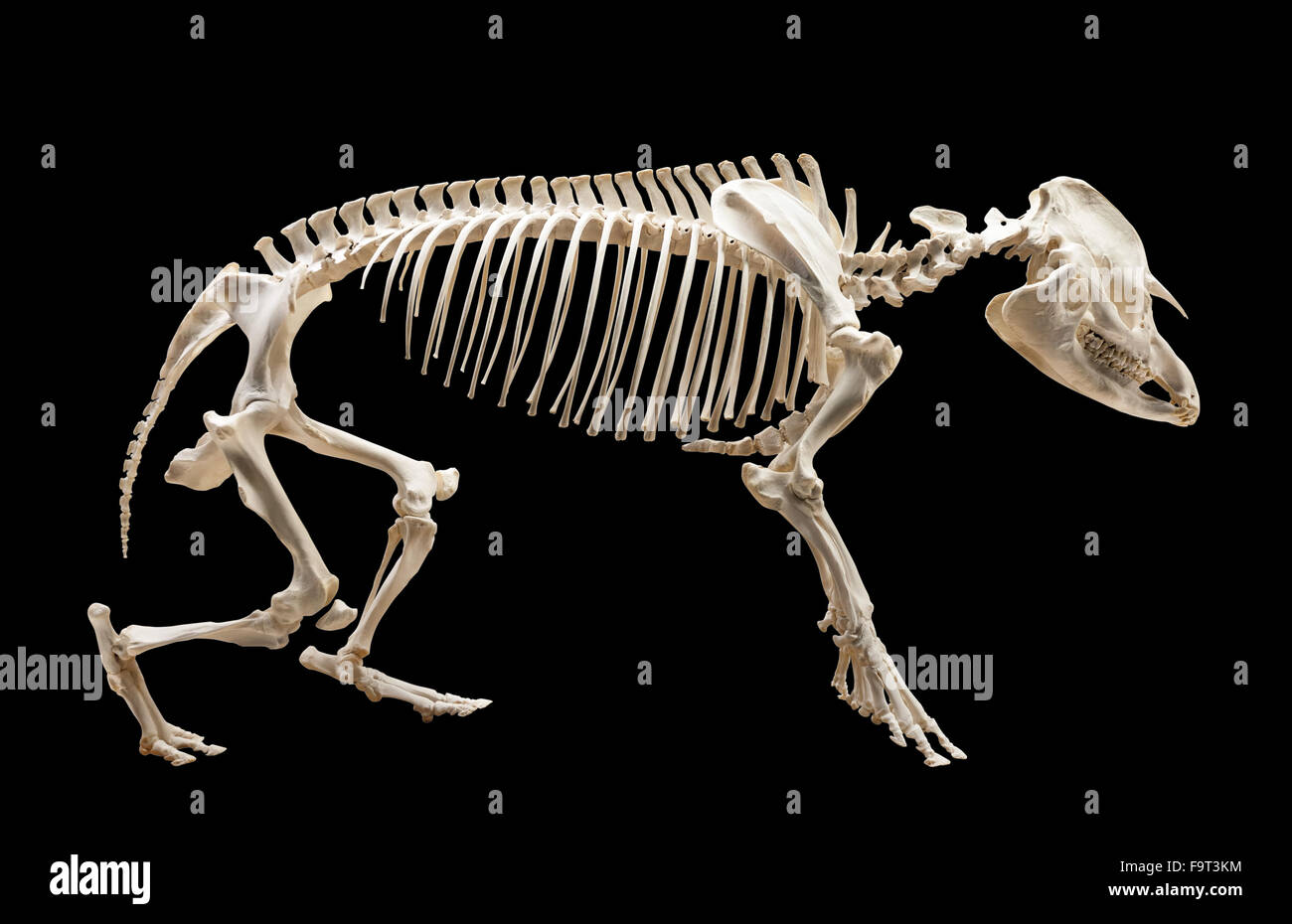 Tapir skeleton hi-res stock photography and images - Alamy