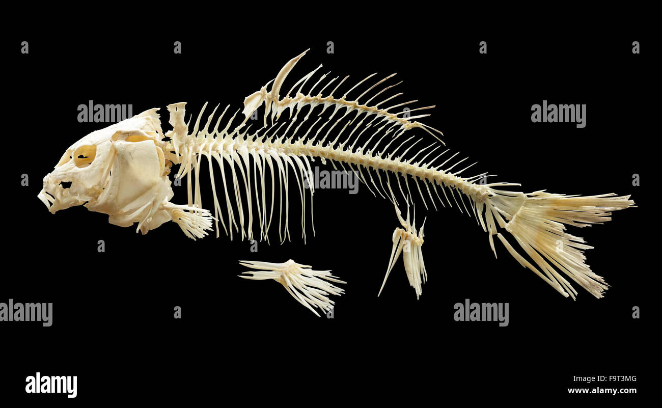 Fish skeleton black hi-res stock photography and images - Alamy