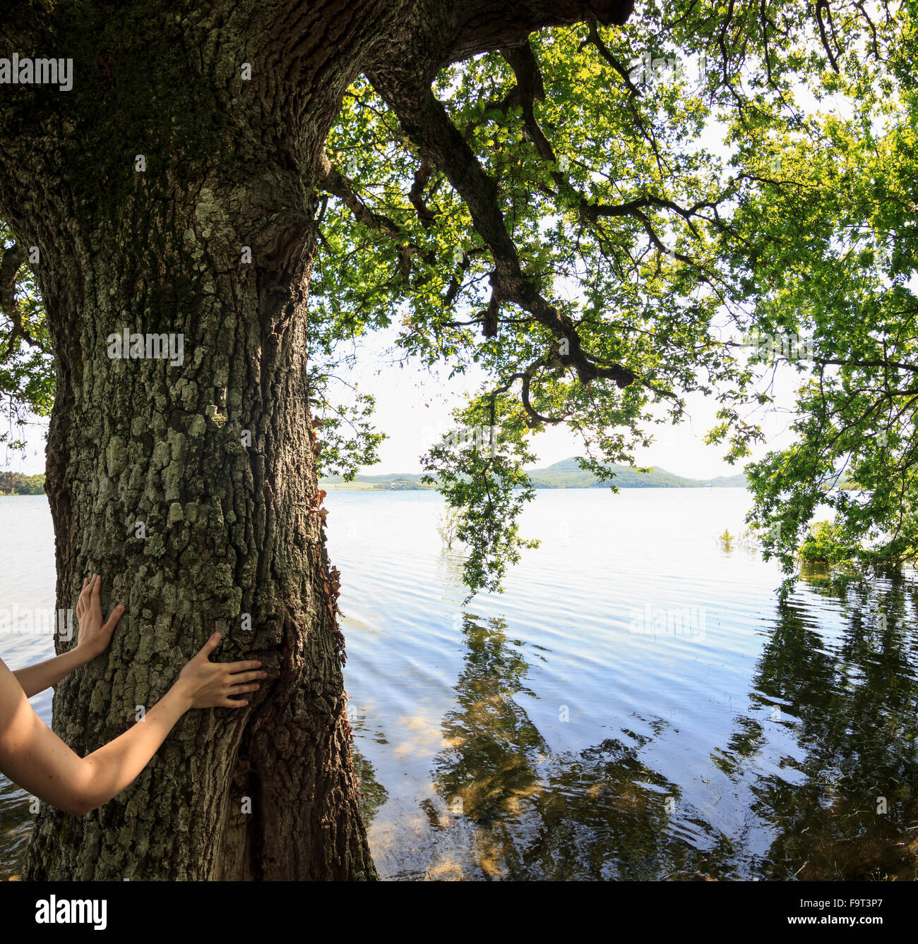 Hands touching a tree Stock Photo - Alamy
