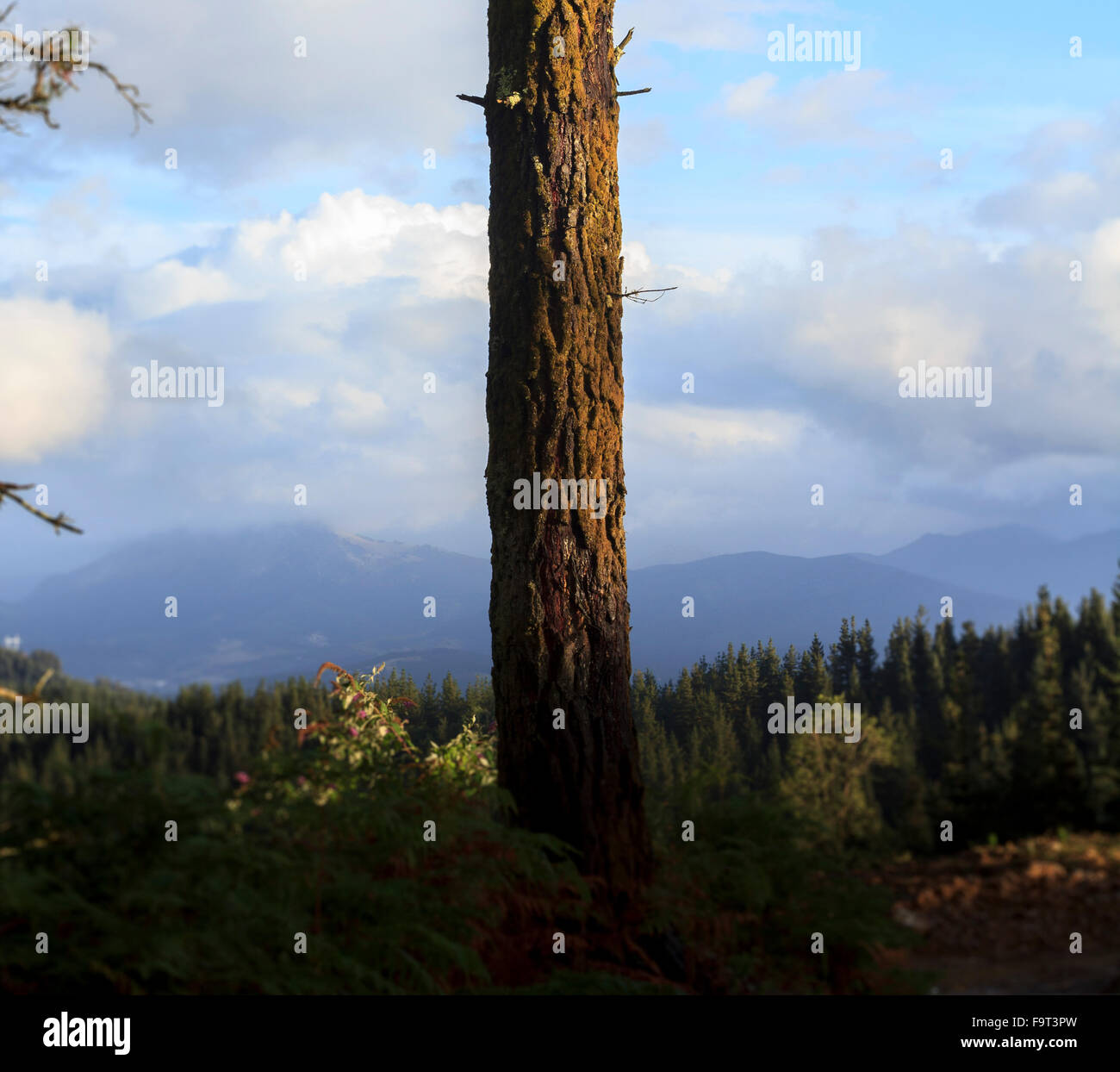 Pinewood trunk hi-res stock photography and images - Alamy