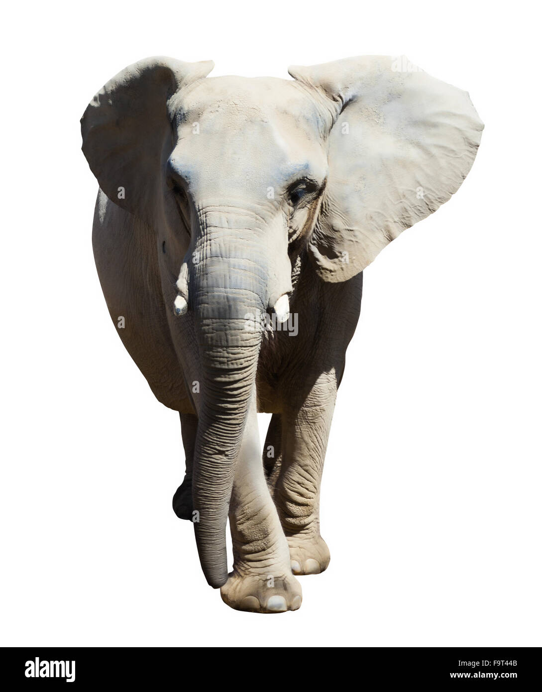 African Elephant Face Front