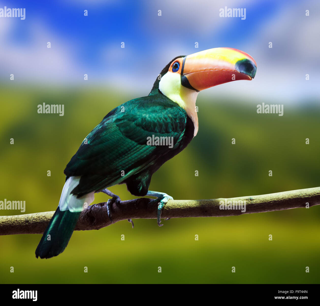 Toco Toucan against natural landscape Stock Photo - Alamy