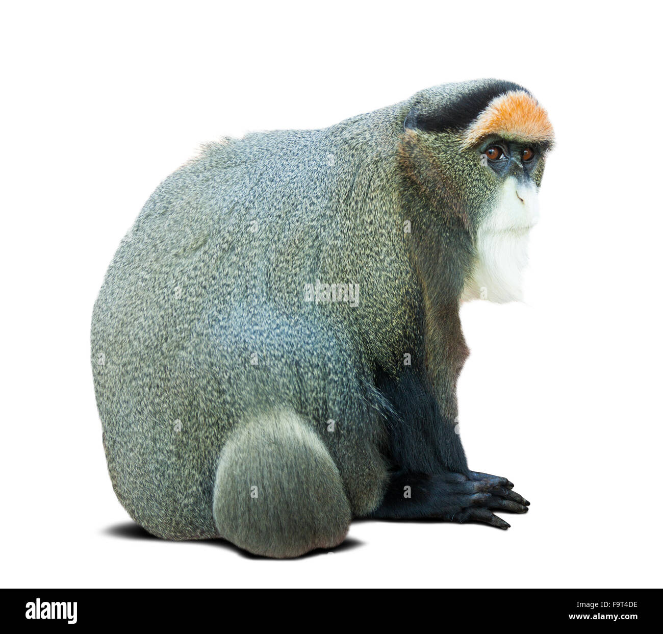Greater White-nosed Monkey (Cercopithecus nictitans). Isolated over ...