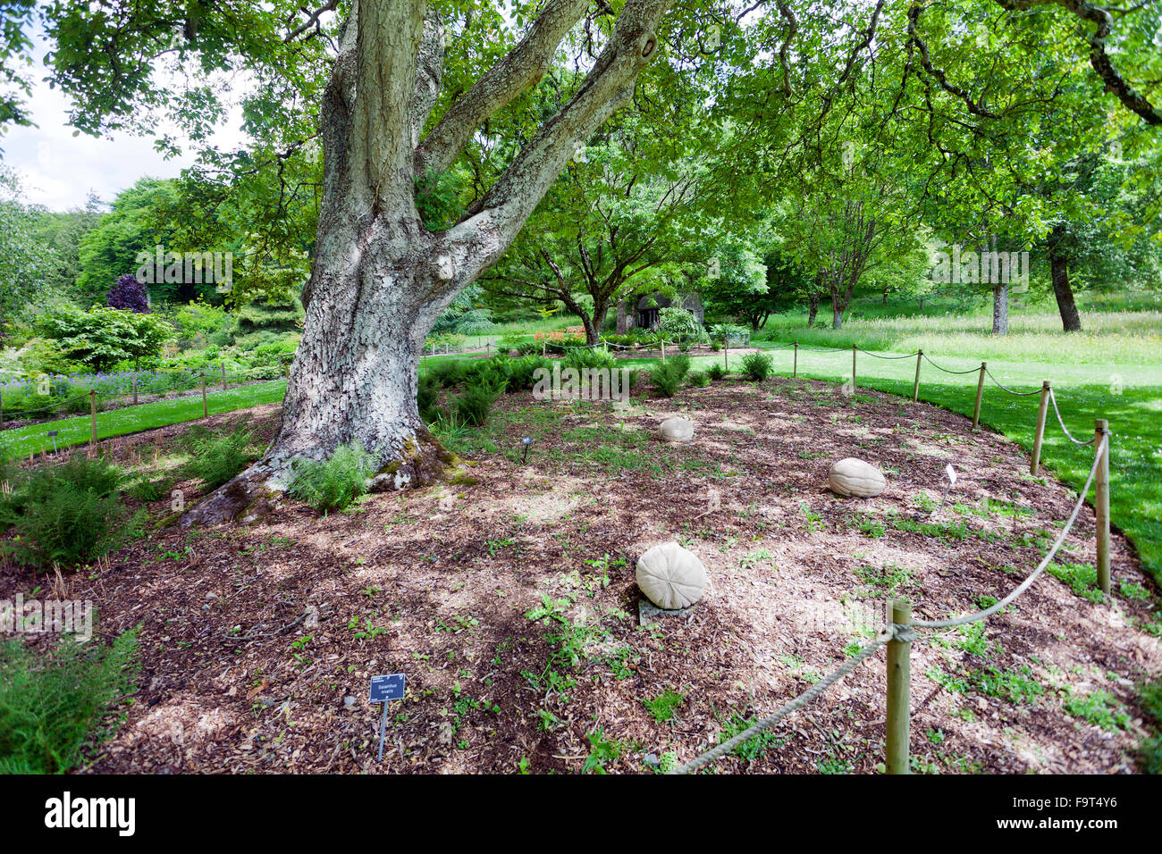 Carved stone walnuts underneath a real walnut tree (Juglans regia) at ...