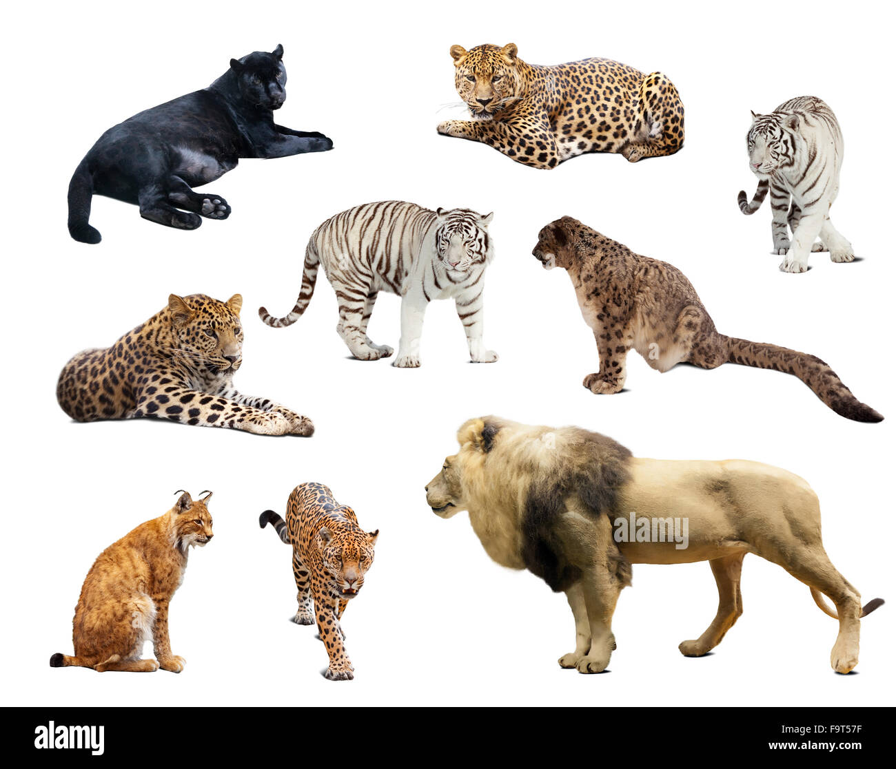 big wildcats. Isolated over white background with shade Stock Photo - Alamy
