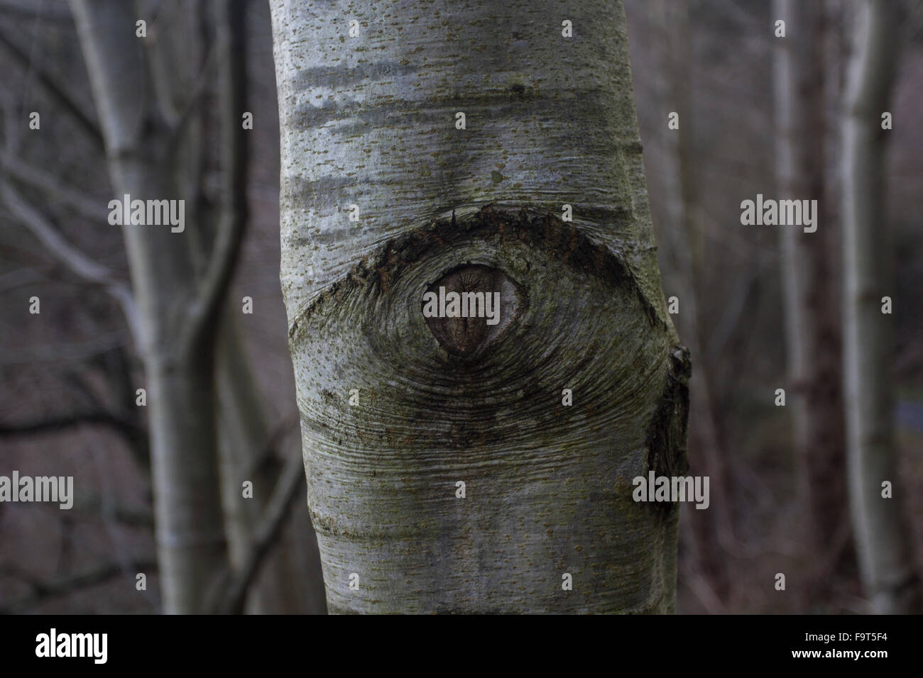 Eye in a tree trunk Stock Photo - Alamy