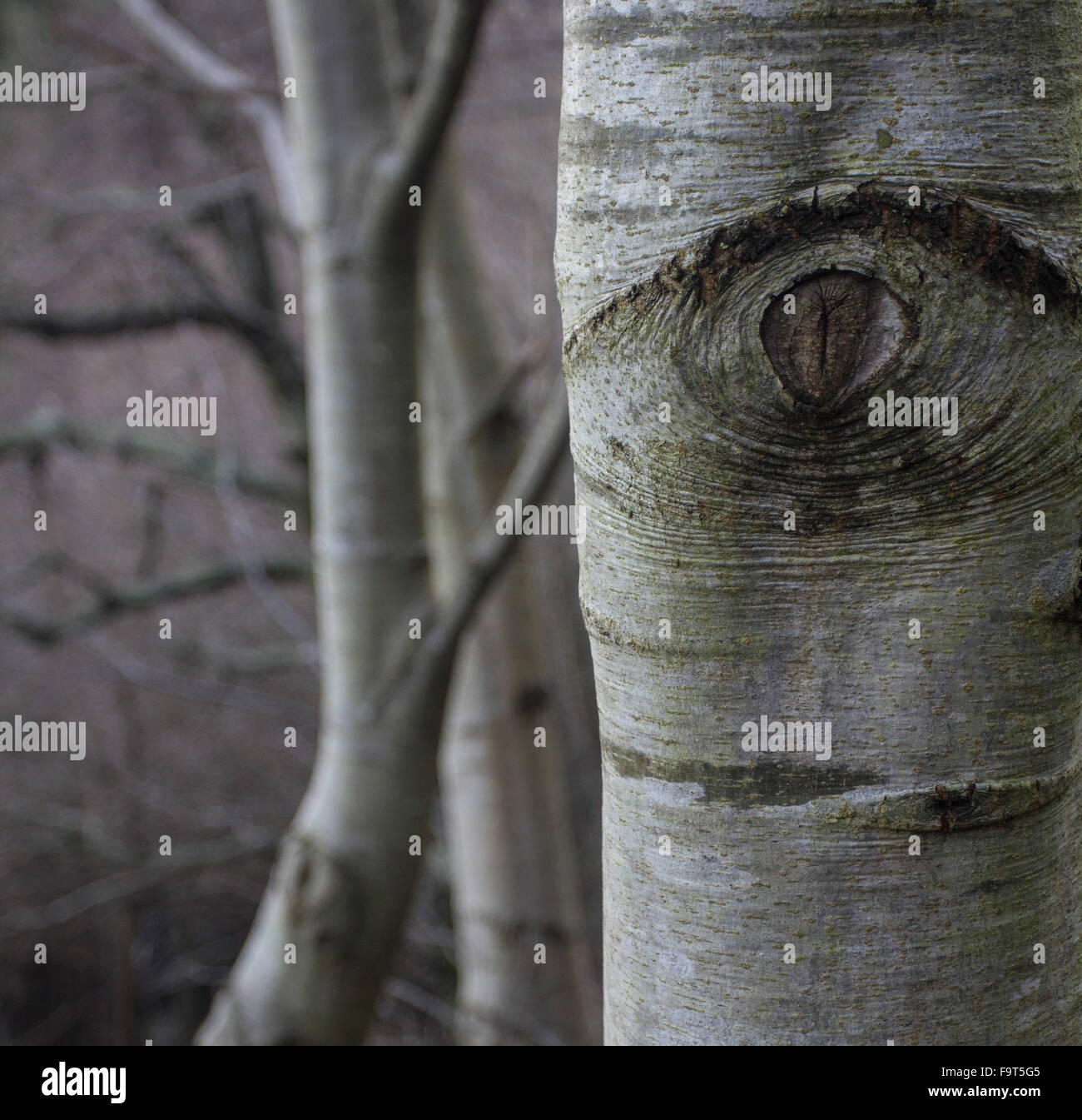 Anthropomorphic tree hi-res stock photography and images - Alamy