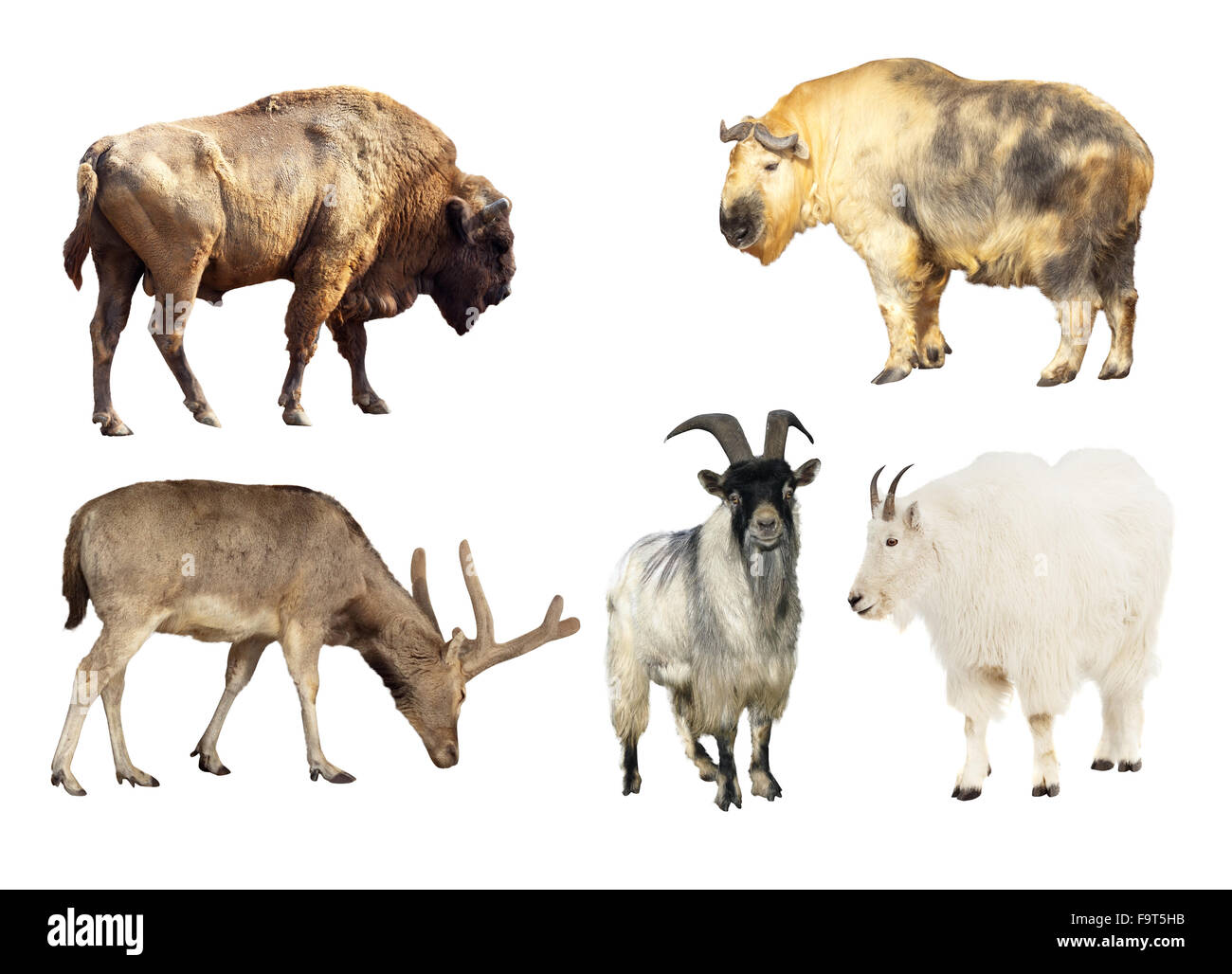 Set of Artiodactyla mammal. Isolated over white background Stock Photo ...