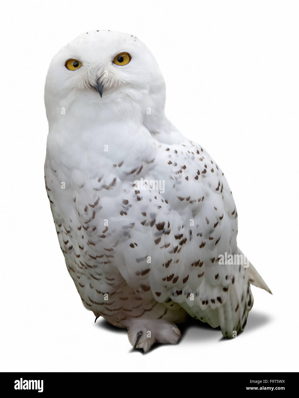 Snowy Owl over white background with shade Stock Photo - Alamy