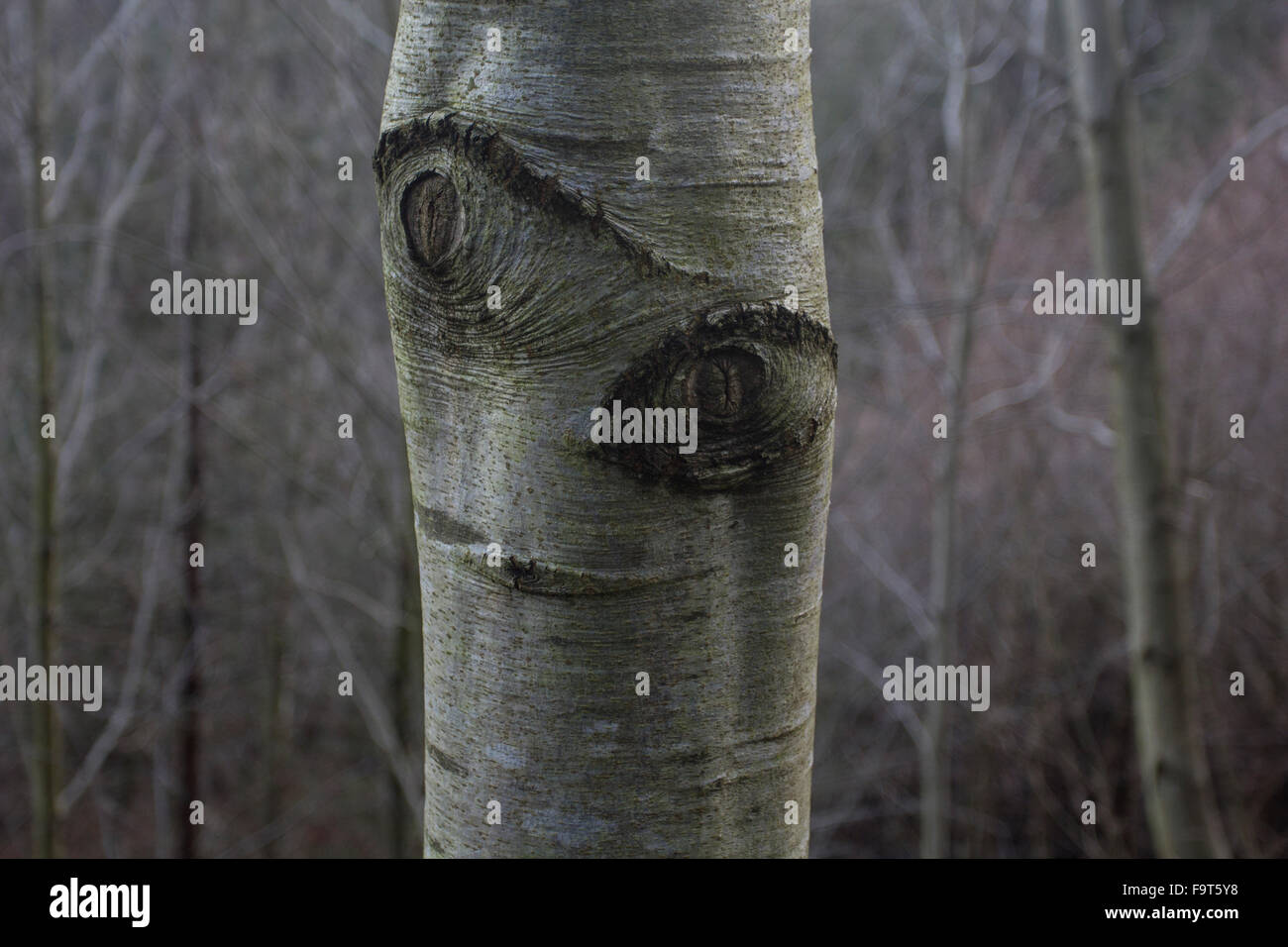 Eye in a tree trunk Stock Photo - Alamy