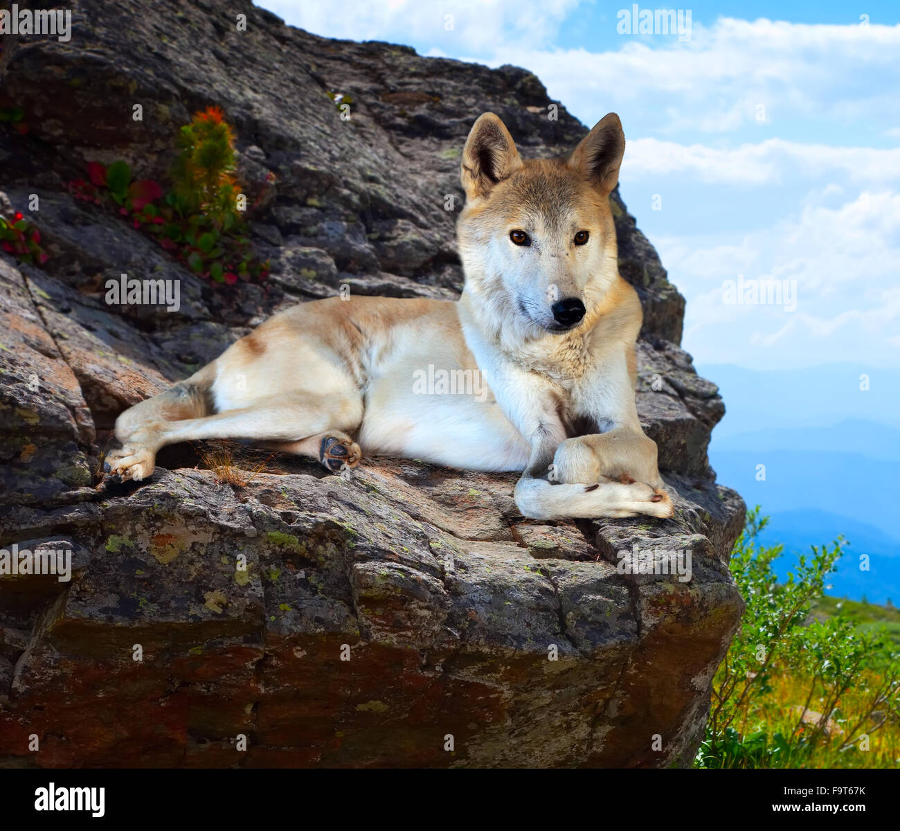 Gray wolf lays on stone in wildness mountains area Stock Photo - Alamy