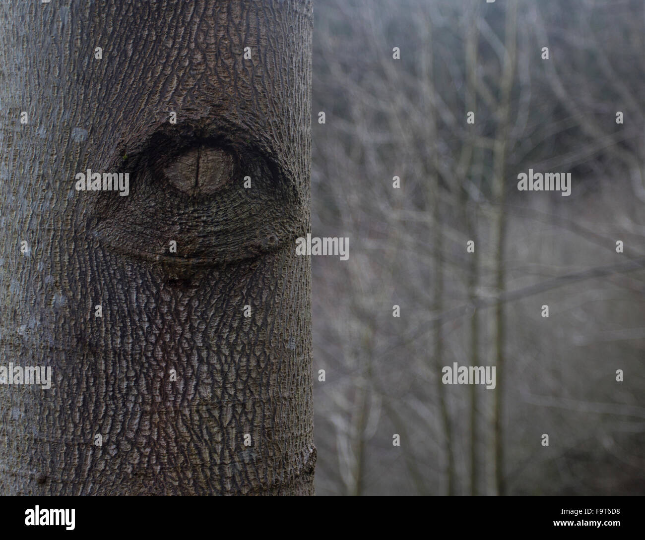 Eye in a tree trunk Stock Photo - Alamy