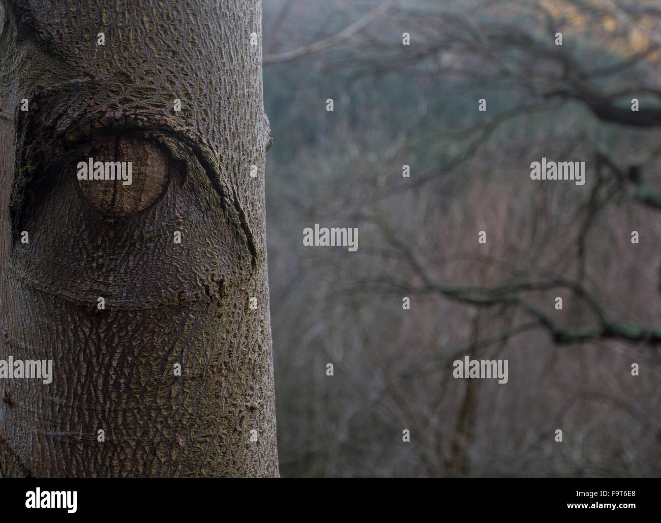 Eye in a tree trunk Stock Photo - Alamy