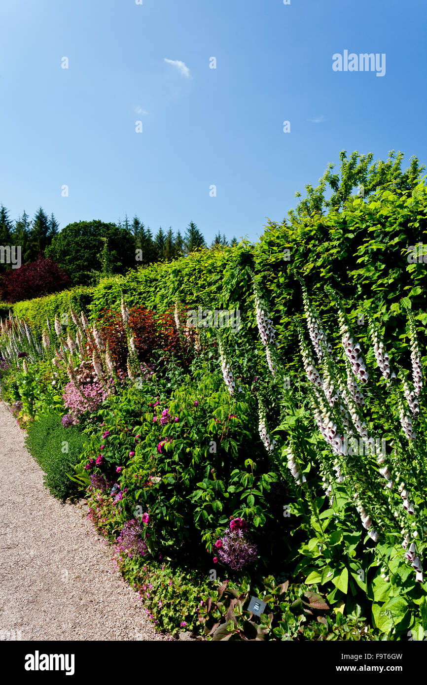 A colourful mixed herbaceous border featuring a variety of foxgloves ...