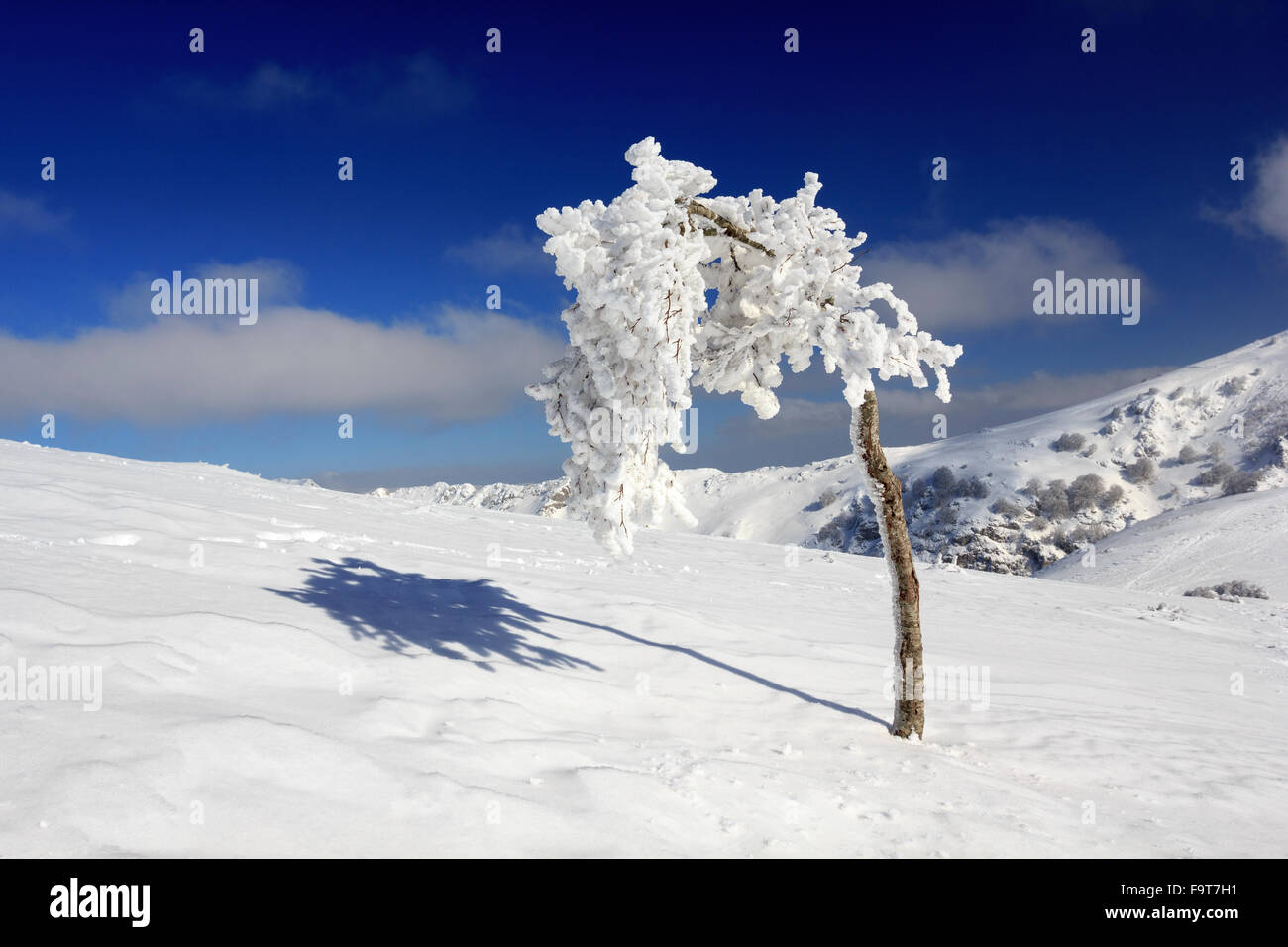 frozen tree in the snow in a sunny day Stock Photo - Alamy