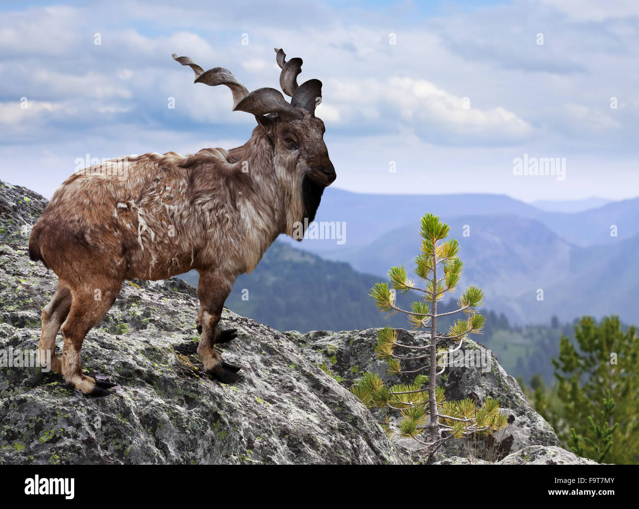 Markhor india hi-res stock photography and images - Alamy